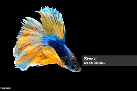 흰색 샴 싸우는 물고기 검은 배경에 고립의 움직이는 순간을 캡처하십시오 Betta 물고기 감금 상태에 대한 스톡 사진 및 기타 이미지 감금 상태 공격성 규모 Istock