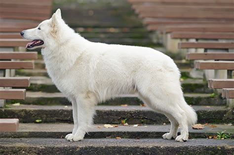 사랑스러운 긴 머리 화이트 스위스 셰퍼드 개는 가을에 도시 공원에서 계단에 서 야외 포즈 가을에 대한 스톡 사진 및 기타 이미지 가을 가을 단풍 가축 Istock