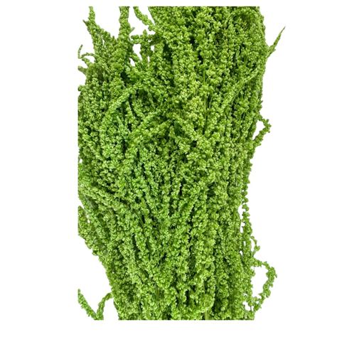Preserved Green Amaranthus Preservedusa
