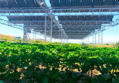 Turkey Launches Agrivoltaics Research Project Pv Magazine International