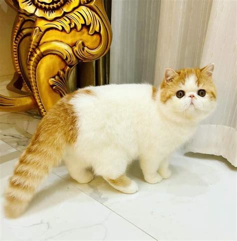 ขายแมวเปอร์เซียน่ารัก Ennxo