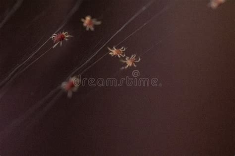 Tetranychus Urticae Red Spider Mite Or Two Spotted Spider Mite Stock