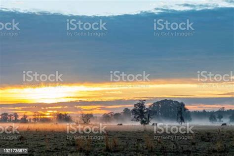 목동이 하루를 시작하면서 태양이 목초지 위로 솟아오른다 소에 대한 스톡 사진 및 기타 이미지 소 플로리다 미국 목장 Istock