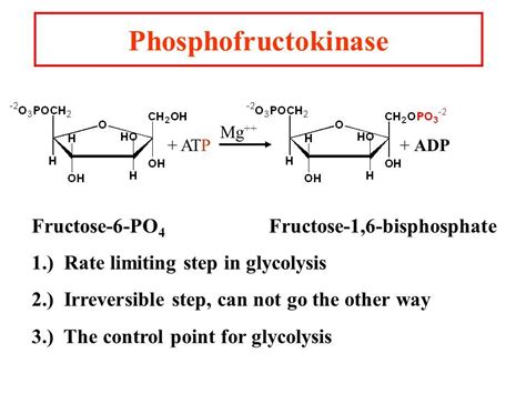 Pfk 1 Is The Rate Limiting Enzyme Of Glycolysis Biochemistry Math Rate