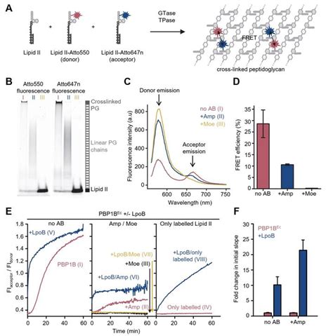 实时检测脂质双层中青霉素结合蛋白对肽聚糖合成的作用 知乎