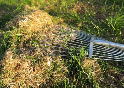 What Is Lawn De Thatching And Do I Need To Do It Landscaper List
