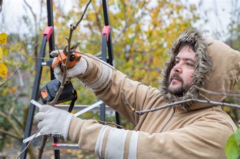 Male Gardener Prune Fruit Tree Using Battery Powered Pruning Shears Secateur Pruning Electric