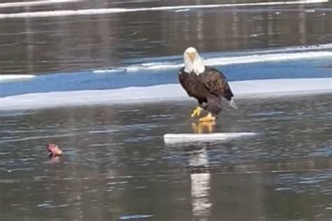 한파 속 꽁꽁 얼어붙은 호수 위에서 스케이트 타는 것 마냥 걷는 흰머리수리