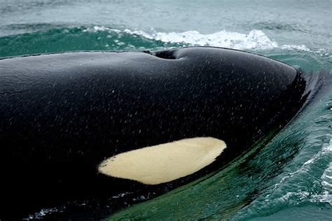 Scratch Beanz Magazine