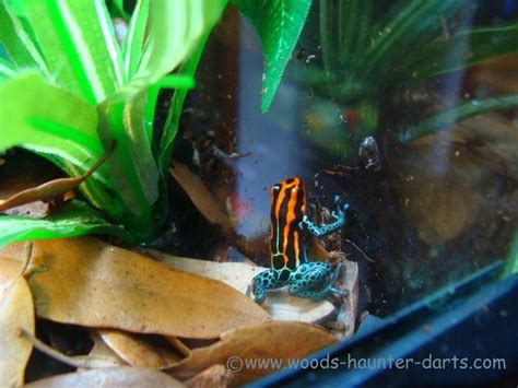 The Ideal Terrarium For Dart Frogs Craftsmumship
