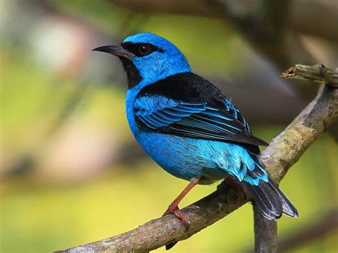 Clasificación de las aves exóticas por colores Las 100 AVES EXÓTICAS