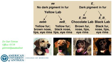 Polygenic And Multifactorial Traits Polygenic And Multifactorial Traits Dr Guri