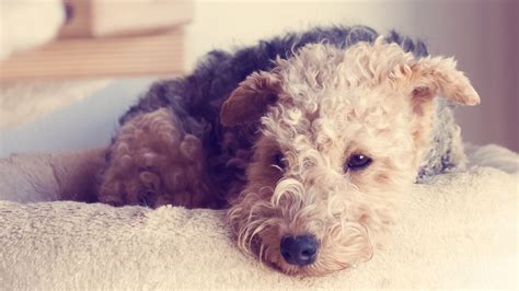 배경 화면 개 포토샵 테리어 레이크 랜드 Motte 2693x1515 1110160 배경 화면 Wallhere