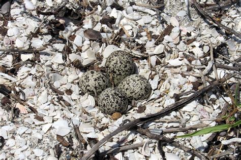 Killdeer Nest Sanibel Captiva Conservation Foundation