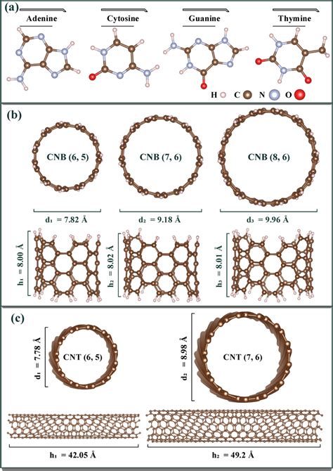 Optimized Structures Of A DNA Nucleotide Bases Cross Sectional And Download Scientific