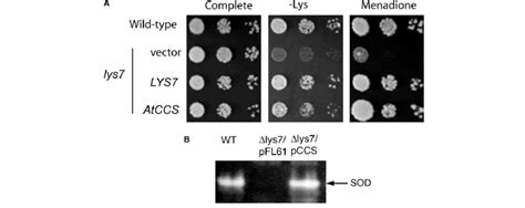 Functional Complementation Of The Yeast Lys7ccs1 Mutant By Atccs A Download Scientific