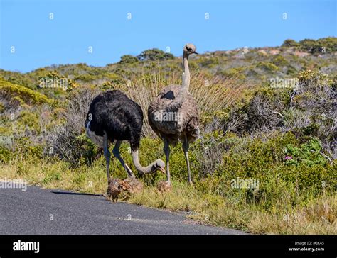 Male And Female Ostriches With Their Chicks In Southern Africa Stock Photo Alamy