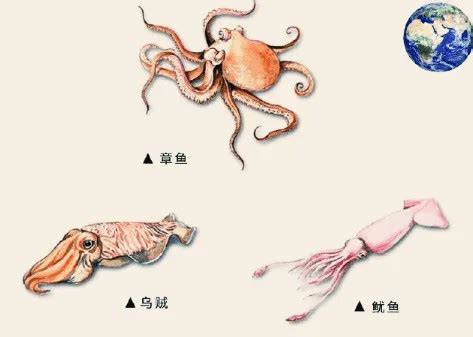章鱼构造图 章鱼的构造 伤感说说吧