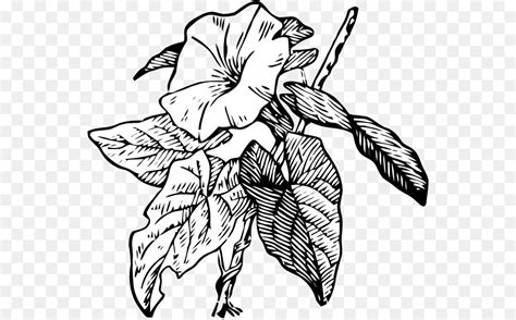 рисунок утренняя слава цветочные рисунки