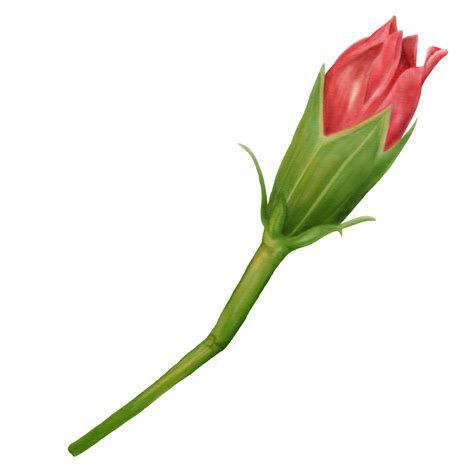 Red Hibiscus Flower Buds Side View Watercolor 10989051 Png