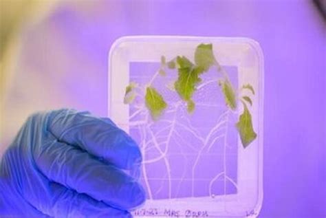 خوردن این سالاد فضانوردان را می کشد؟ پایگاه خبری جماران