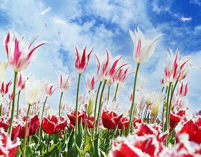 Wakuwaku Projects | Photos, videos, logos, illustrations and branding ...