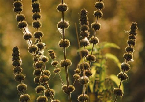 12 Plants That Smell Like Mint But Are Not Mint Plants Gardener