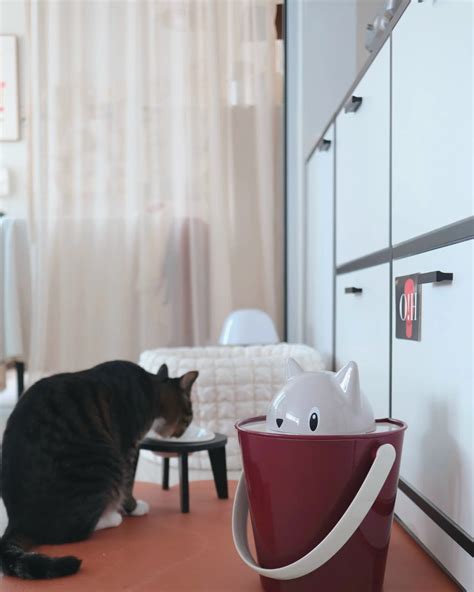 마슝이 집사 집꾸미기펫테리어diy 이벤트당첨 고양이 좋아하시나요 제가 고양이 피규어는 특별히 더 좋아하는데 모후산도 모프샌드 냥코들이 엄청 귀엽거든요 그러다가