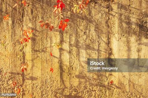 가을 자연 배경 노란 가을 단풍 추상적 인 흐린 배경 공간을 복사합니다 아름다운 자연 요정 숲 화창한 날 집중력 저하 미국에 대한 스톡 사진 및 기타 이미지 Istock