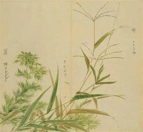 蒌蒿绘画 蒌蒿怎么画 蒌蒿简笔画 大山谷图库