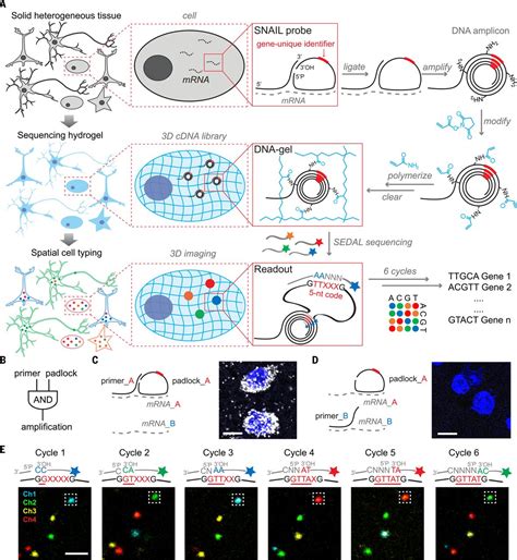 Three Dimensional Intact Tissue Sequencing Of Single Cell Transcriptional States Science