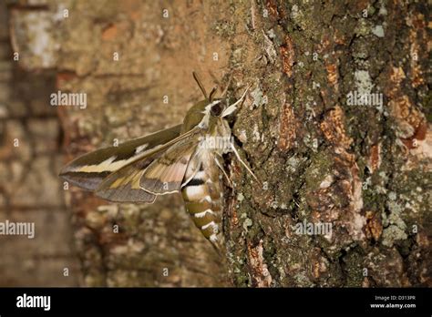 Bedstraw Hawk Moth Gallium Sphinx Hyles Gallii Labkrautschwaermer Stock