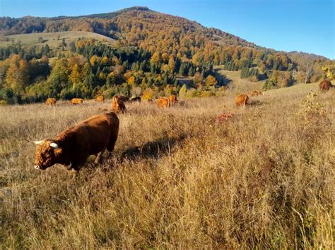 Vând Vaci De Rasă Higland Dealu Stefanitei • Olx Ro