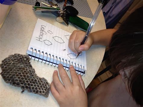 Hands On Math Bee Hives And Hexagonal Shapes