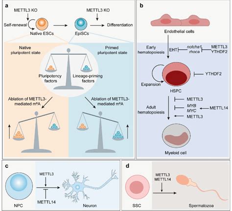 M 6 A Regulation Of Stem Cell Fate Determination A M 6 A Balances Download Scientific Diagram