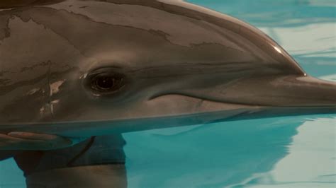 Dolphin Tale Reviews Metacritic