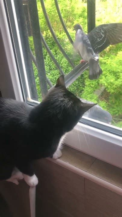 Парад голубей для Киттен Youtube