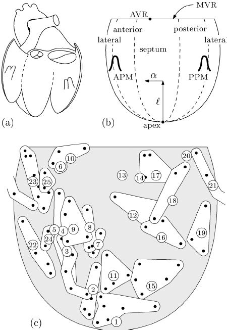 A Cut Open View Of The Left Ventricle And B Illustration Of The Download Scientific Diagram