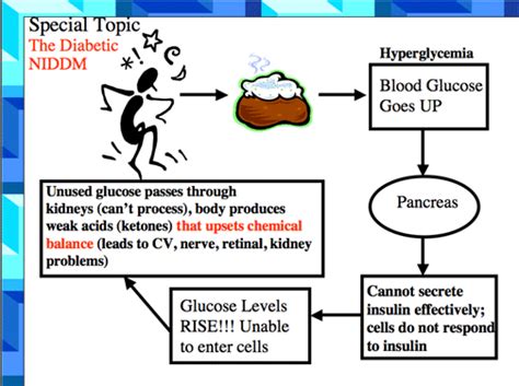 Negative Feedback Loop Insulin