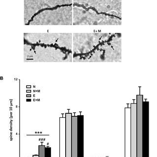 Sexual Experience Induced Increased Levels Of Synaptic Markers