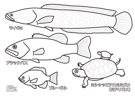 海外からやってきた淡水魚（カメ）のぬりえ さかなのぬりえ（魚の塗り絵）