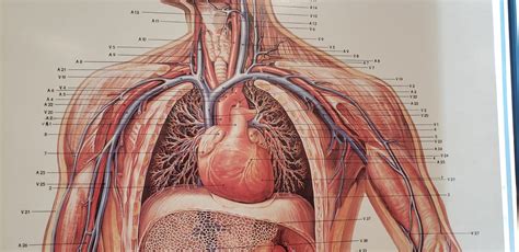 Vascular System Chart Part 2 Diagram Quizlet
