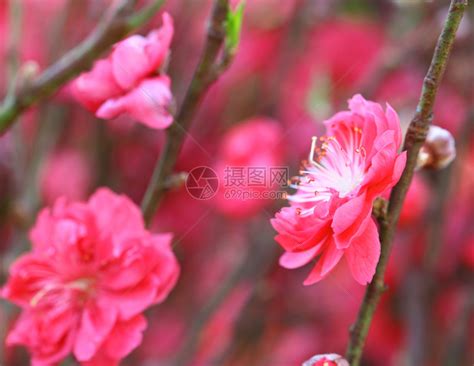 桃花高清图片下载 正版图片503146120 摄图网