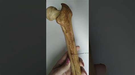 БЕДРЕННАЯ КОСТЬ Youtube