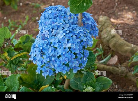 Blue Color Hydrangea Flowers In The Garden Hydrangea Macrophylla Most