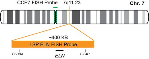 Elnccp7 Fish Probe Kit Cytotest Elnccp7 Fish Probe Kit Cytotest