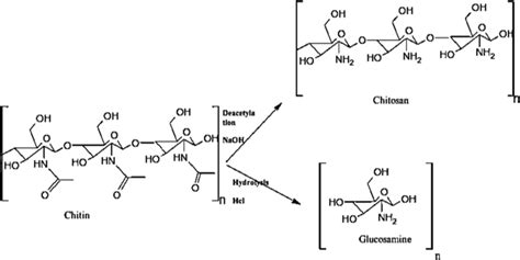 Molecular Reactions Between Chitin And Chitosan With Hcl And Naoh [56] Download Scientific Diagram