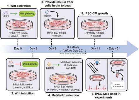 Human Induced Pluripotent Stem Cell Derived Cardiomyocytes Ipsc Cms For Modeling Cardiac