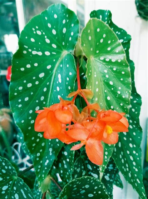 Cane Begonia Begonia Orange Rubra In The Begonias Database