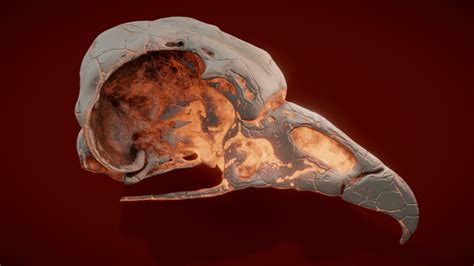 Vultures Skull 3d Model By Makyug [0a87b42] Sketchfab